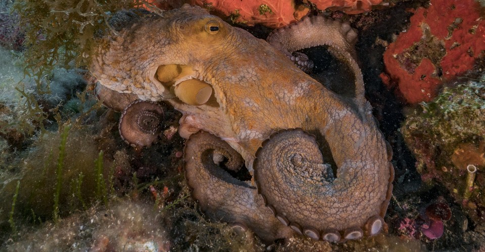 Why Are Octopuses So Smart? - The Atlantic
