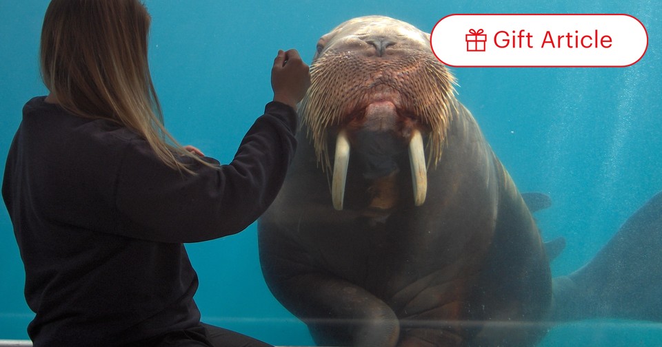 walrus gift subscription