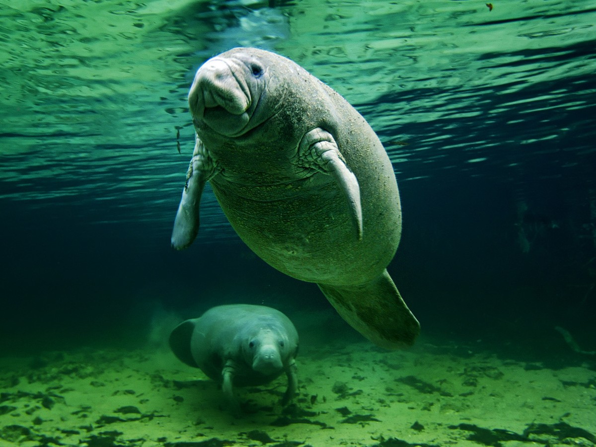 Manatees Cape Verde