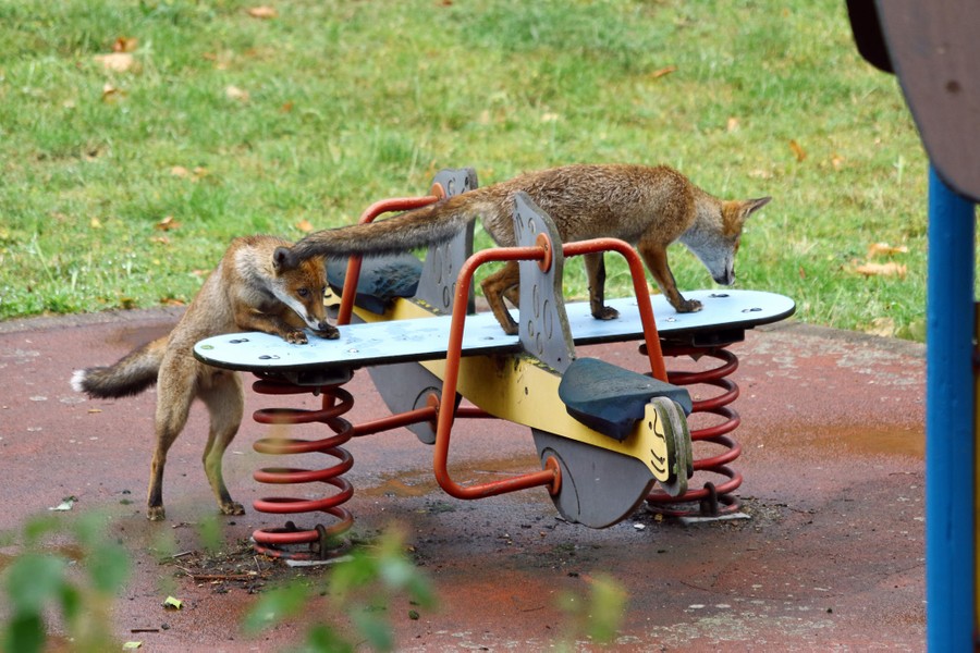 Photos: London’s Urban Foxes - The Atlantic