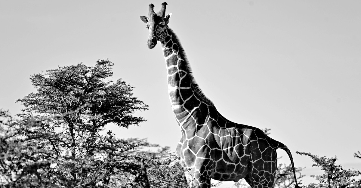 How Giraffes Beat High Blood Pressure - The Atlantic