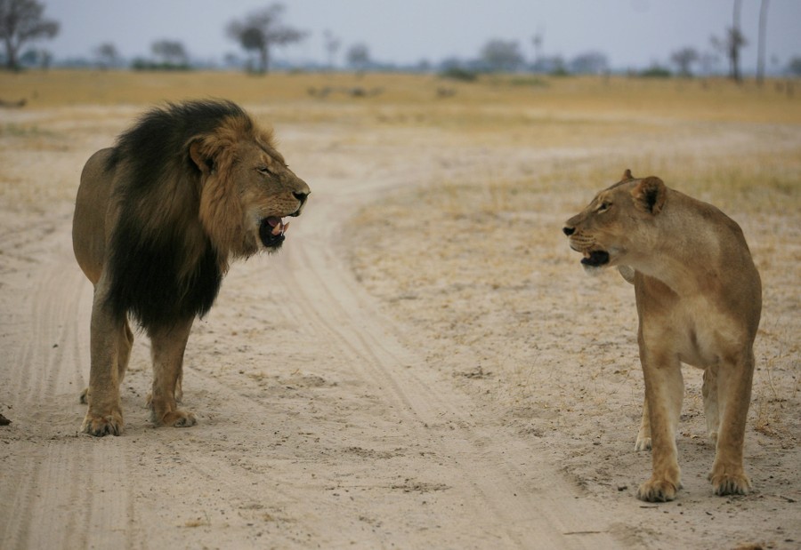 Photos of Cecil the Lion in Hwange National Park taken by Brent ...