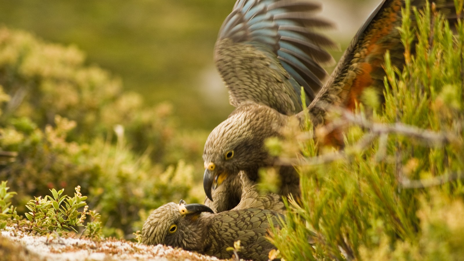 kea bird population