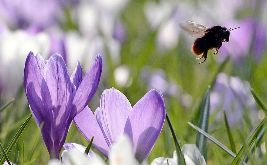 The First Day of Spring - The Atlantic