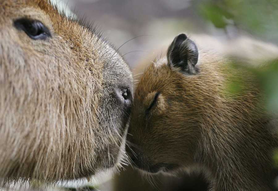 Companionable Capybaras - The Atlantic