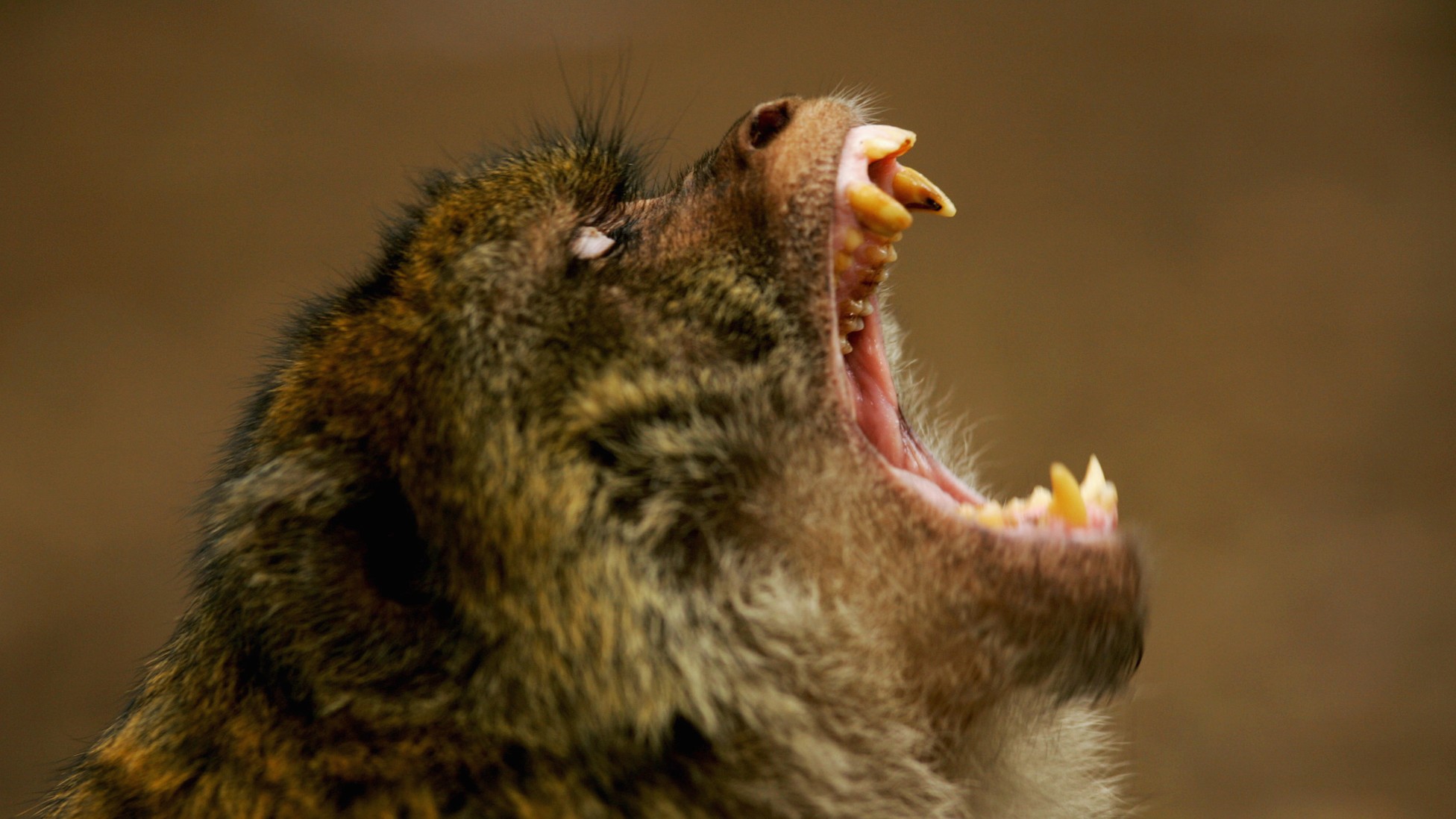 Peter Ungar, the Author of 'Evolution's Bite,' on Teeth History - The ...