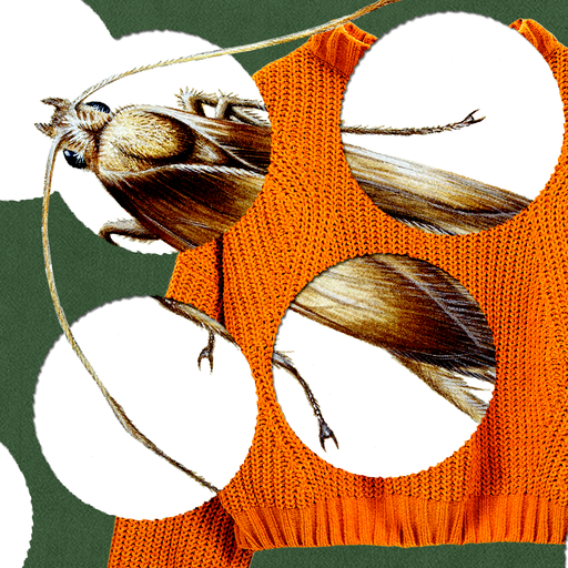 The Reason You’ll Never Be Rid of Clothes Moths - The Atlantic
