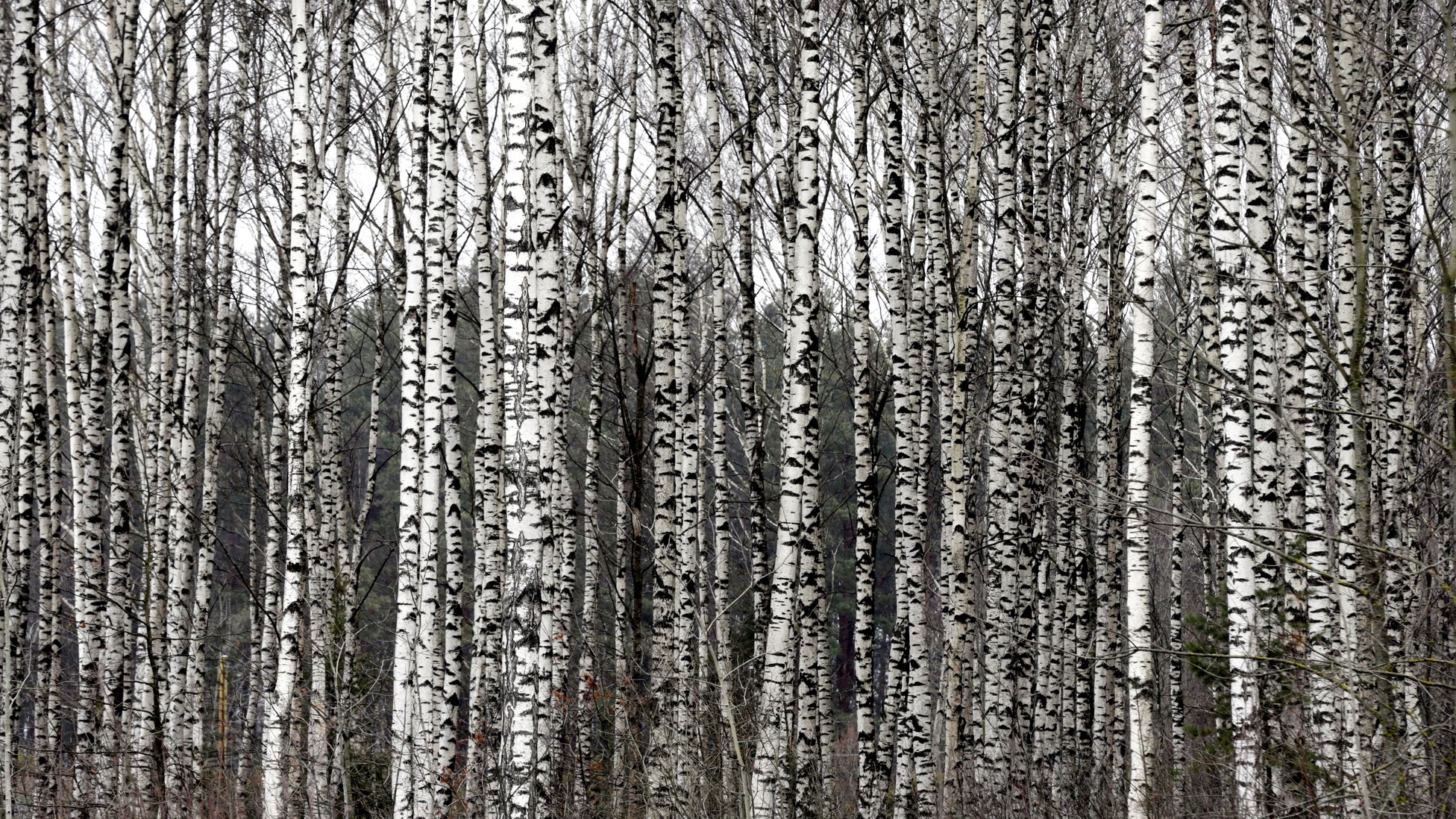 Poem of the Week: ‘Birches’ by Robert Frost - The Atlantic