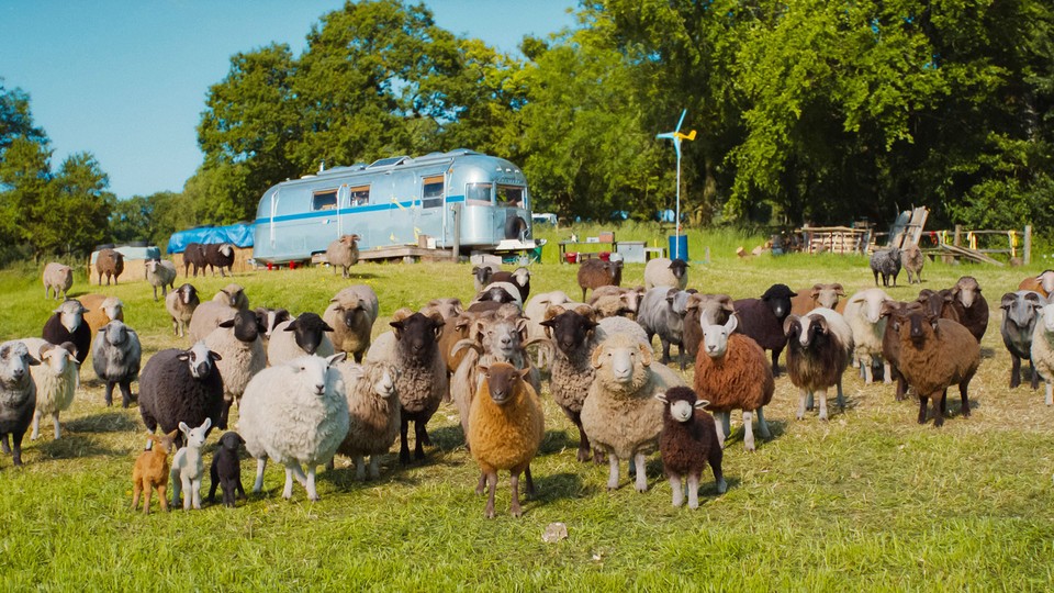‘The Sheep Detectives’ Is More Than Just Fluff - The Atlantic