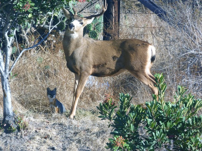 Why Is This Deer Licking This Fox? - The Atlantic
