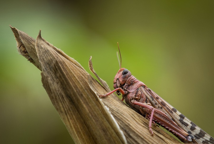 Photos: Worst Locust Swarms in Decades Hit East Africa - The Atlantic