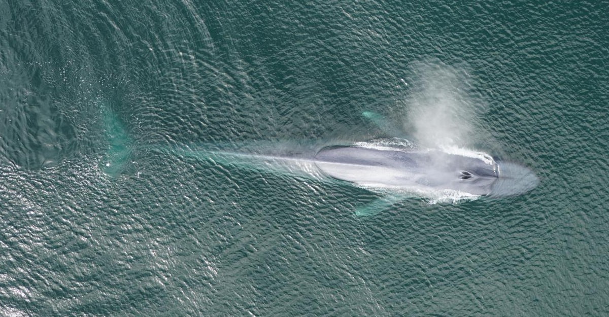 Blue Whales' Migrations Depend on Their Memories - The Atlantic