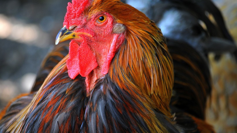 There's a Problem With Chicken Fertility - The Atlantic