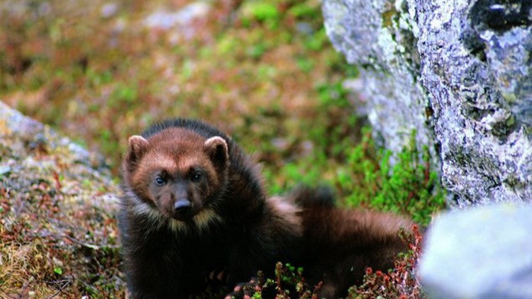 Great News For Wolverines, and a Lashing For U.S. Fish and Wildlife ...
