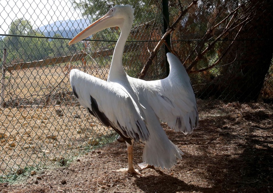 Animals Rescued From the 'Worst Zoo in the World' in Gaza - The Atlantic