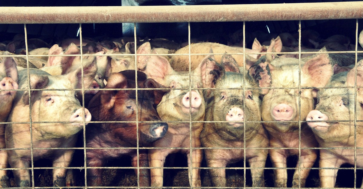 Americans Still Use the Whole Pig - The Atlantic