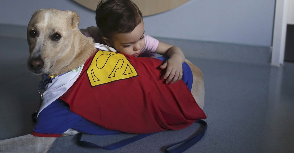 Therapy Dogs at Work: Photos - The Atlantic