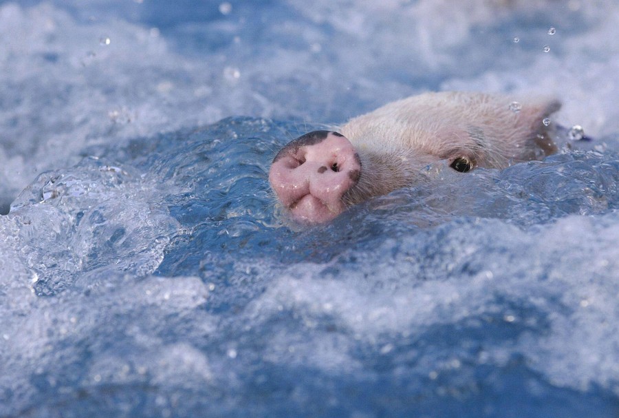 Hooves in the Water: Swimming Pigs and Diving Horses - The Atlantic