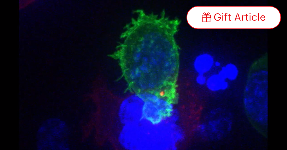 killer t cells under microscope