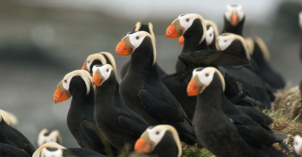 Hundreds of Puffins Washed Up Dead on an Alaskan Beach - The Atlantic
