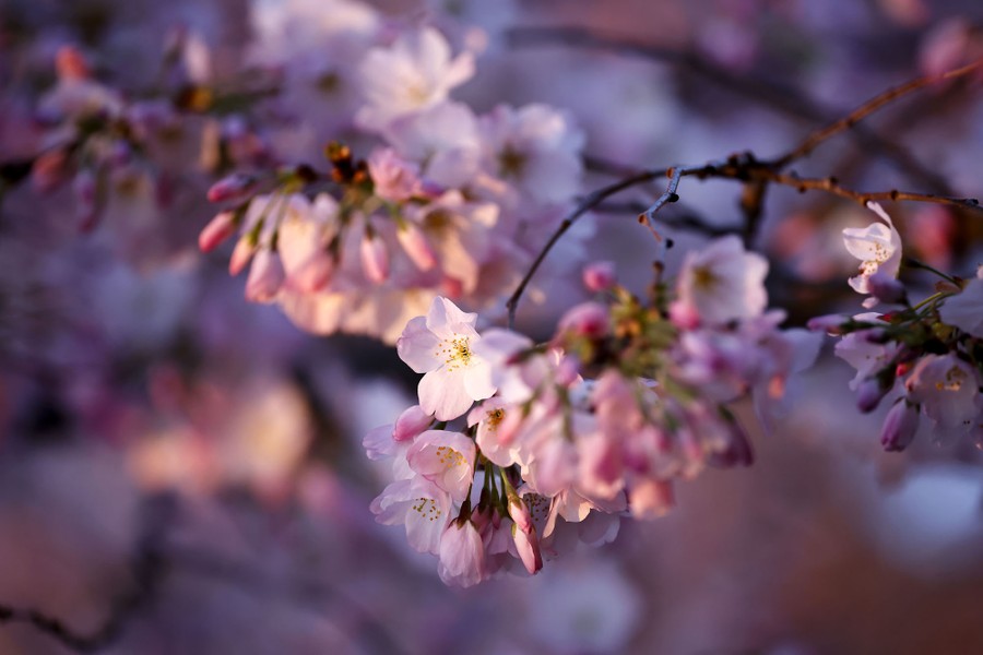 Photos: Spring in Bloom - The Atlantic