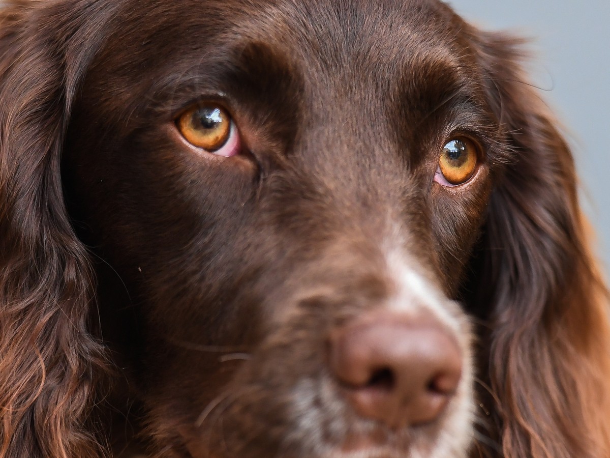 Why Do Dogs Eyes Look Weird In Pictures