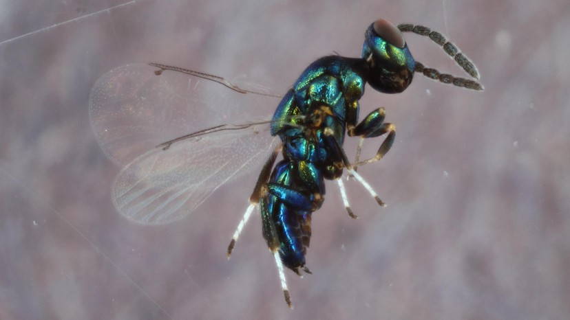 The Newly Discovered Crypt-Keeper Wasp is a Hyperparasite - The Atlantic