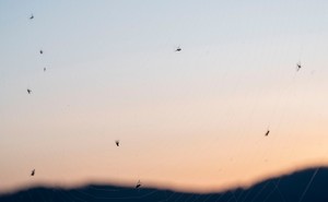 All Stories by Ruth Awad - The Atlantic