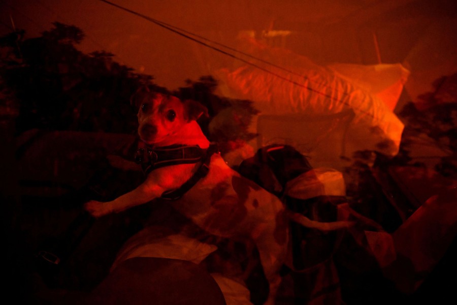 Photos: Animals Rescued From Australia’s Bushfires - The Atlantic