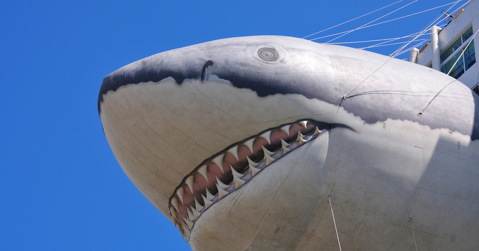 Shark Week vs. SharkFest: How Cable Jumped the ... You Know - The Atlantic