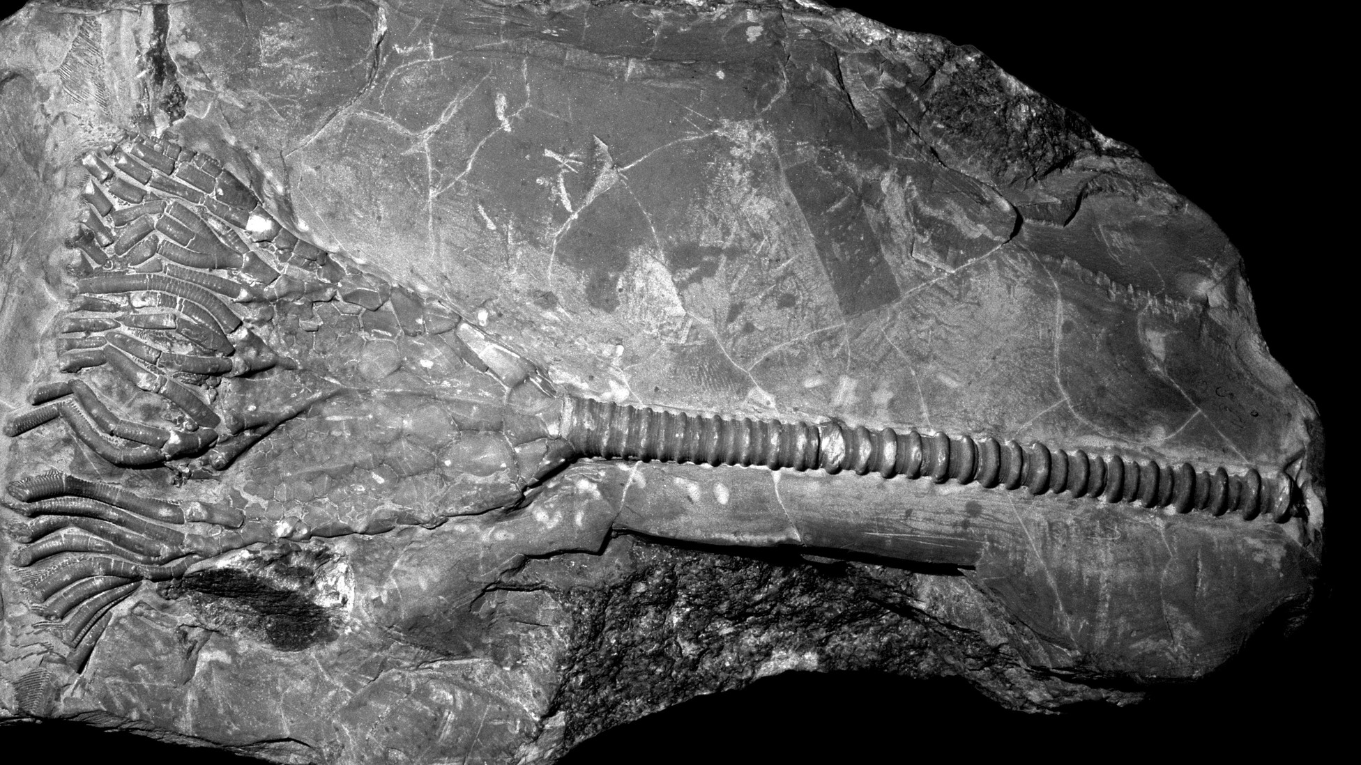 A Milwaukee Suburb Is Full of Ultrarare Fossils - The Atlantic