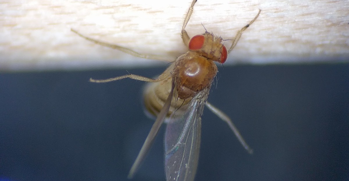 Is This Fungus Using a Virus to Control an Animal's Mind? - The Atlantic