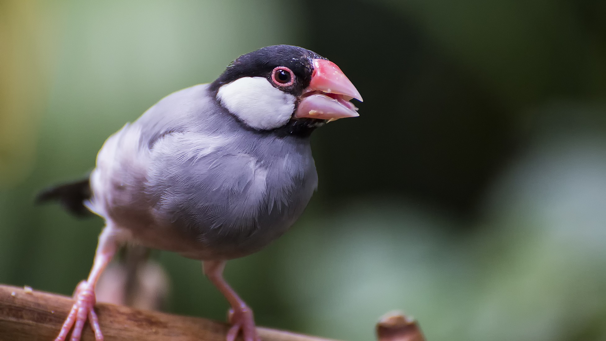 The Scientific Legacy of the Sparrow Bill - The Atlantic
