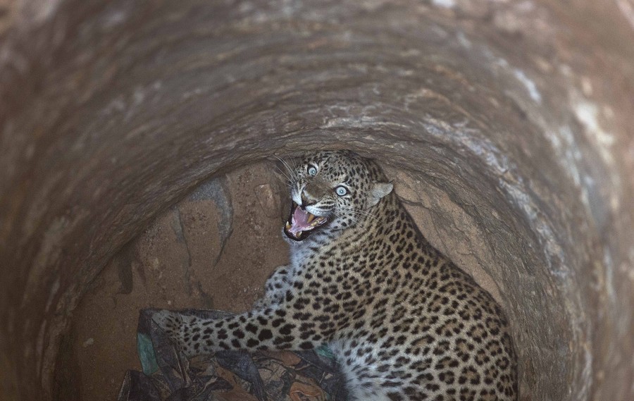 Photos of the Week: Giant Skulls, Leopards, a Space Capsule Landing ...