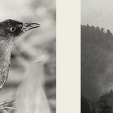 David Dobbs, The Atlantic