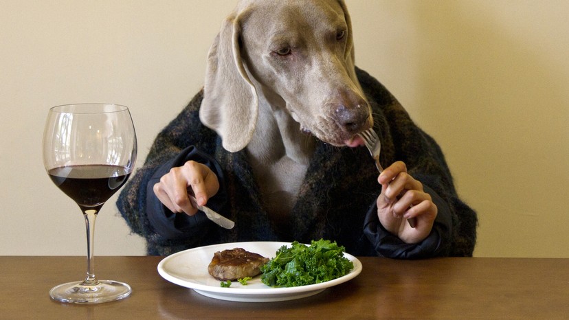 Pet Food Now Looks a Lot Like Human Food - The Atlantic