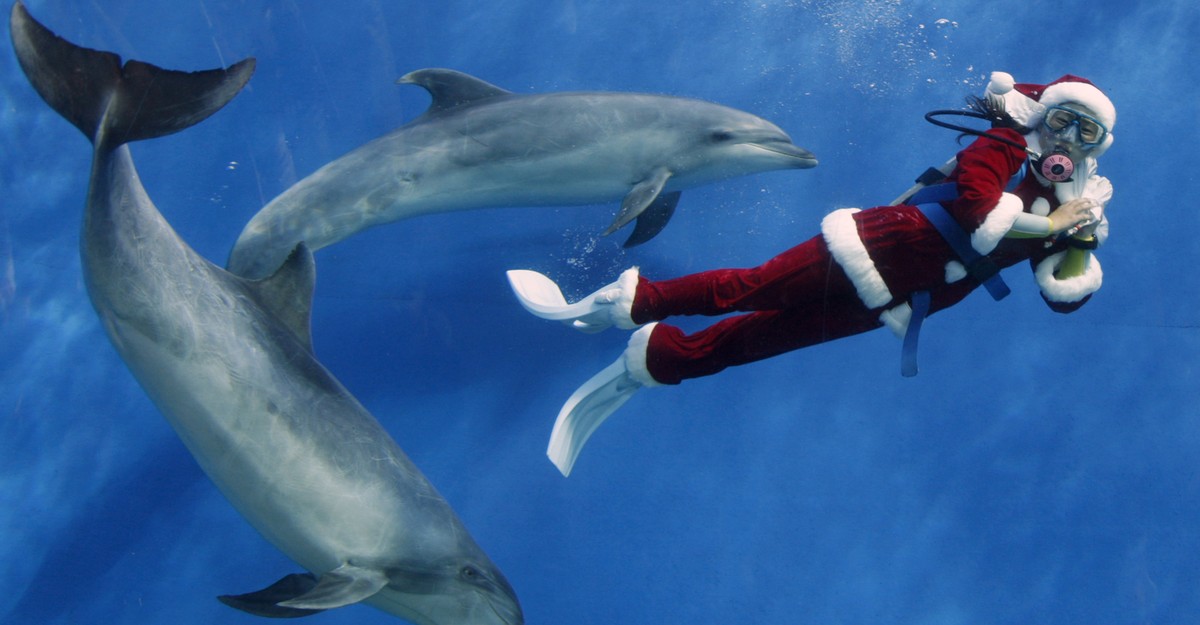 Human-Dolphin Translation - The Atlantic