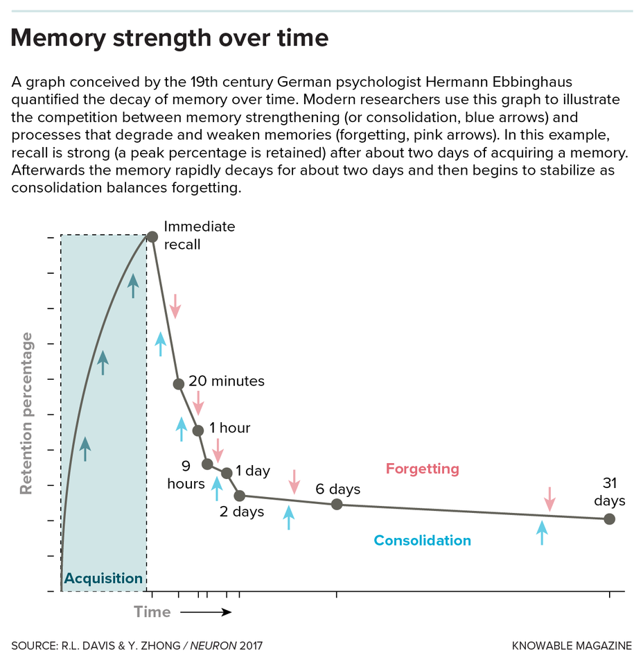 How Active Forgetting Makes Memory Efficient - The Atlantic