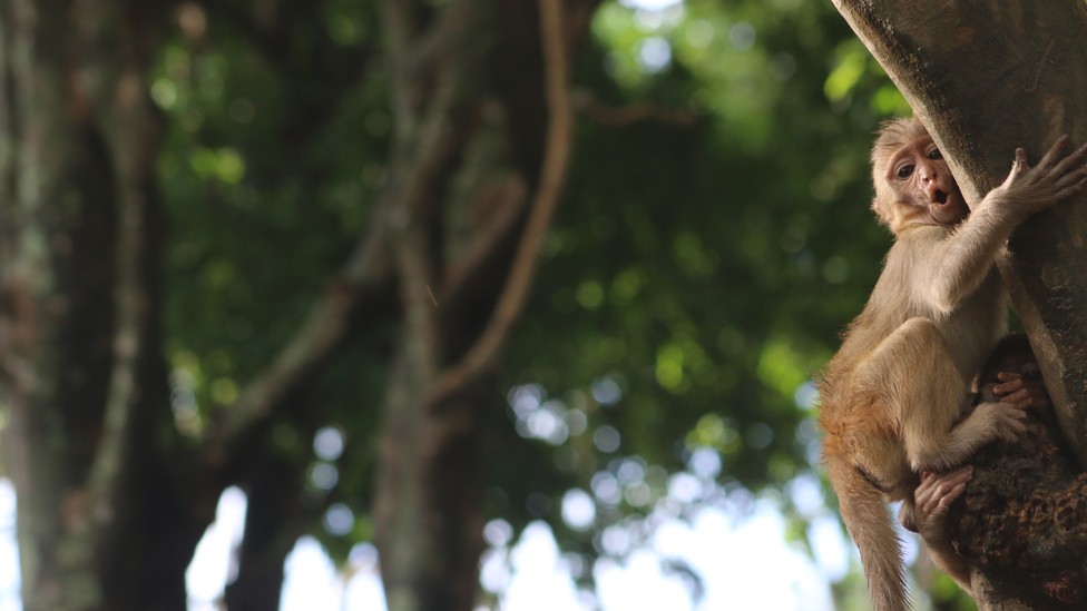 Rescuing Puerto Rico's Monkey Island - The Atlantic