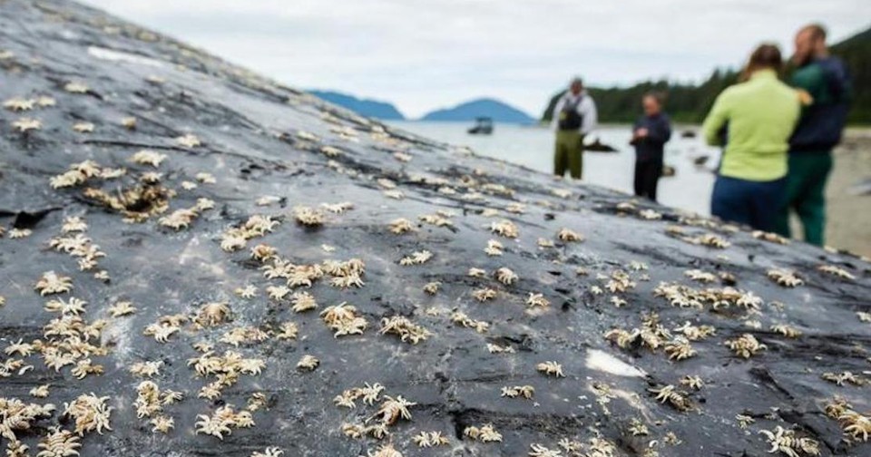 The Lonely Lives of Dolphin Lice - The Atlantic