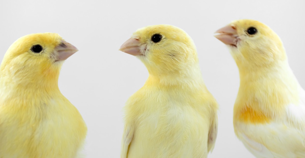 Just Seeing Another Sick Bird Can Jump-start a Bird’s Immune System ...