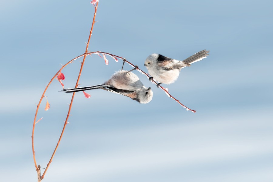For Earth Day, a Photo Appreciation of Birds - The Atlantic