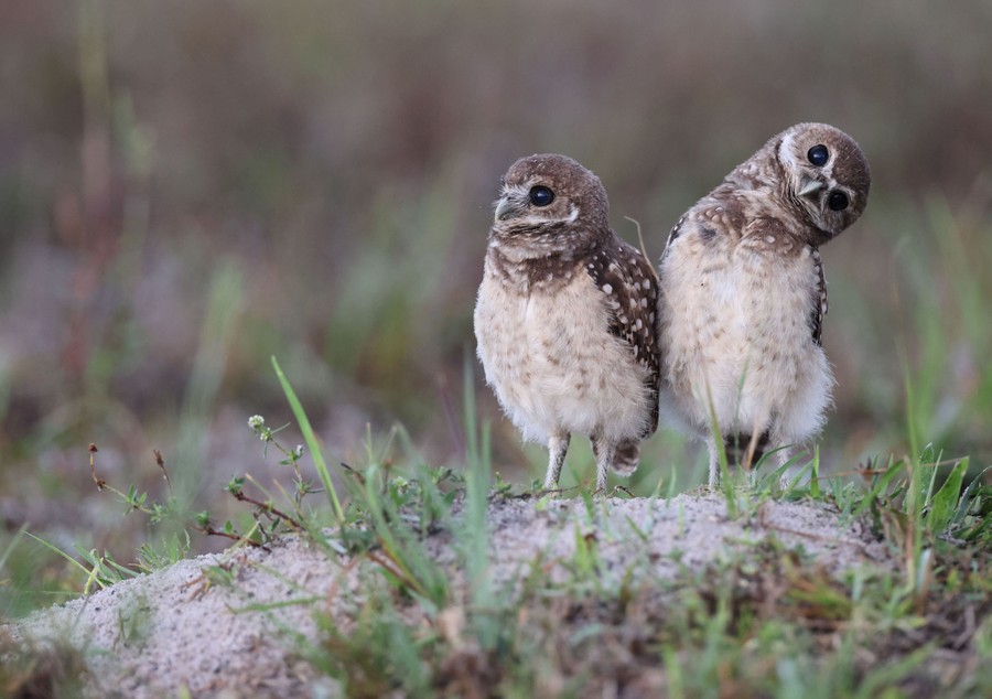 Photos: Superb Owl Sunday VII - The Atlantic