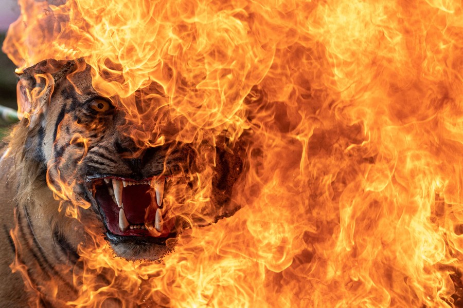 Photos of the Week: Burning Tiger, Fish Heads, Cat Wig - The Atlantic