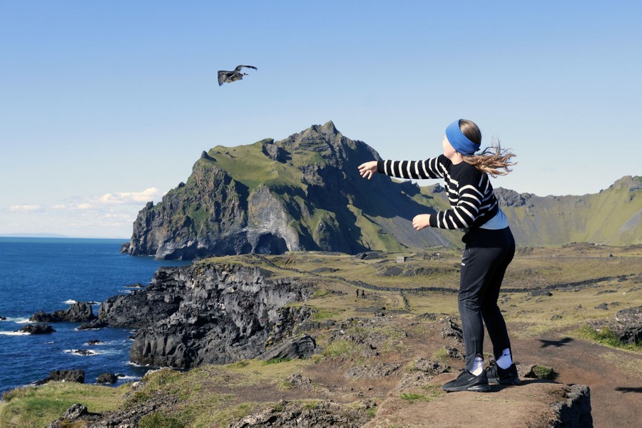 Puffling Rescue in Iceland - The Atlantic
