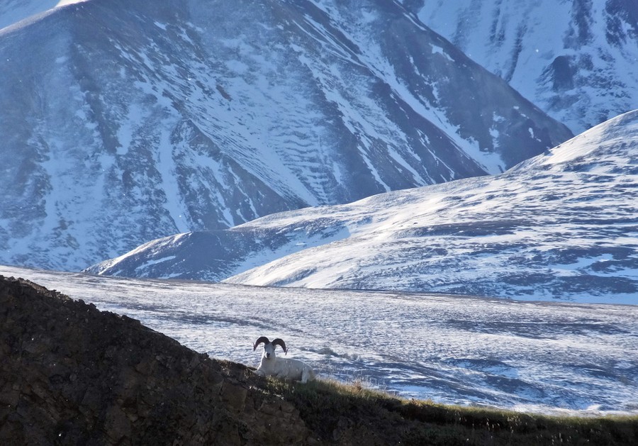 Autumn in Denali Park - The Atlantic