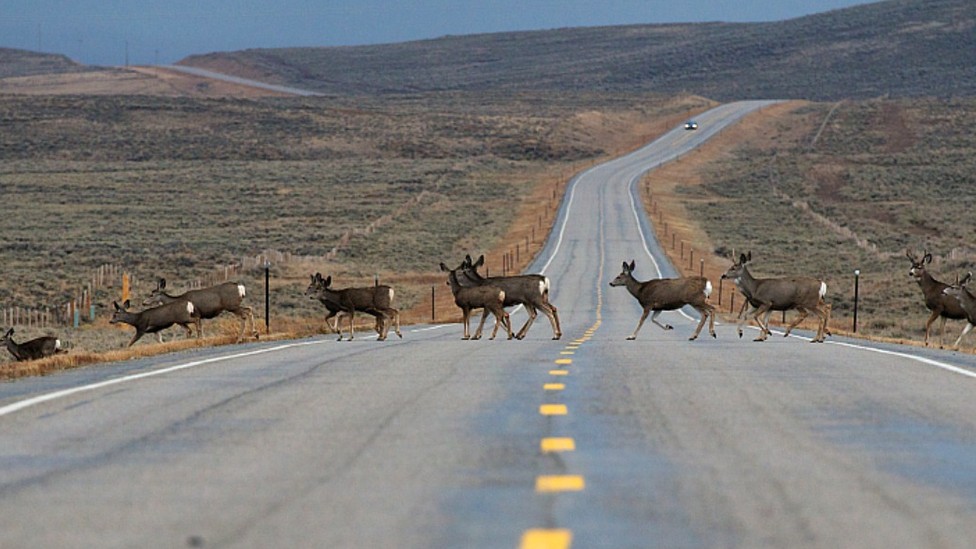 America’s Wildlife Corridors Are in Danger - The Atlantic