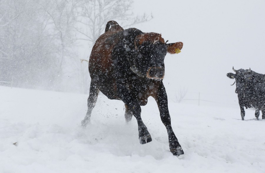 Here Are Pictures of More Cows - The Atlantic