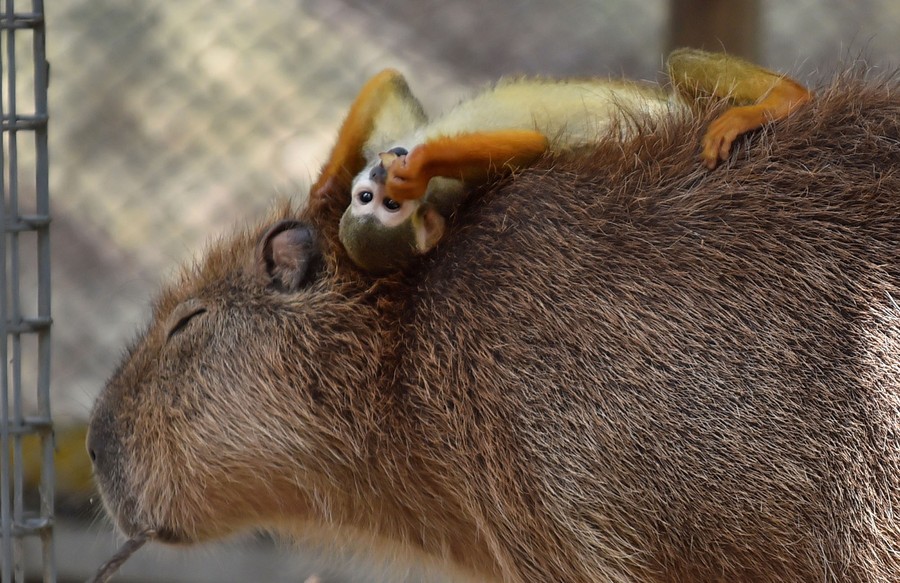 Companionable Capybaras - The Atlantic