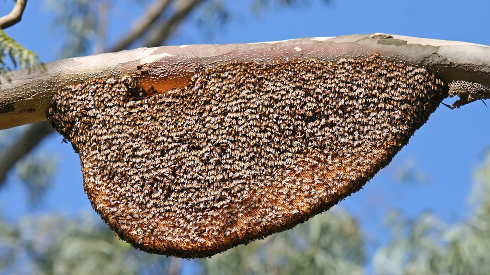 Beautiful Waves of Giant Booty-Shaking Bees - The Atlantic